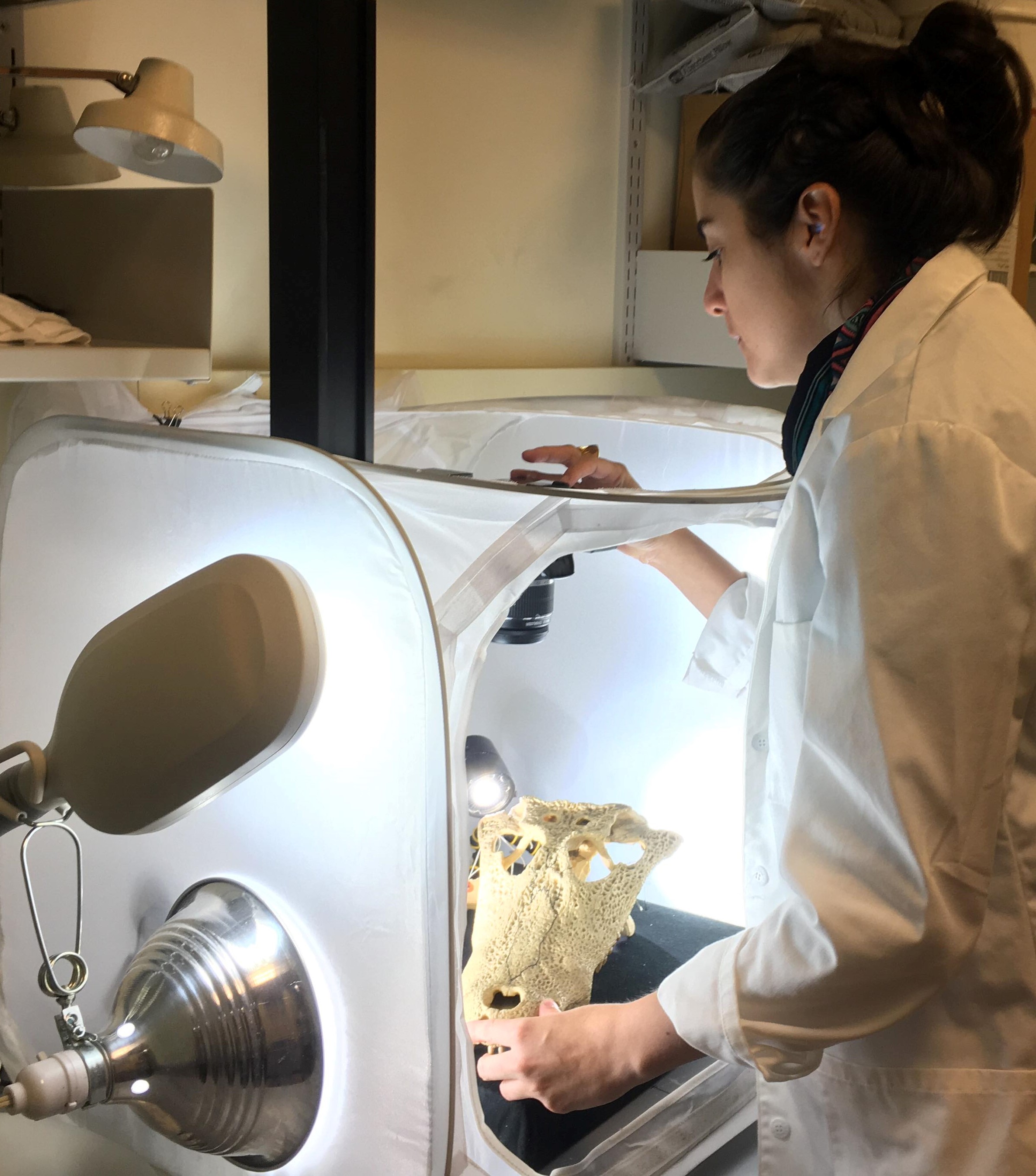 Mónica Angulo PhD - CV